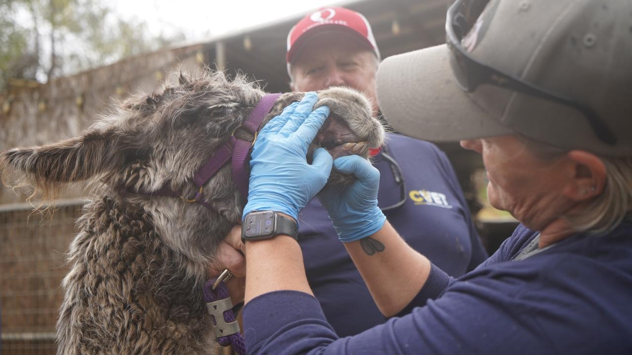 Join CVET as a responder! | California Veterinary Emergency Team